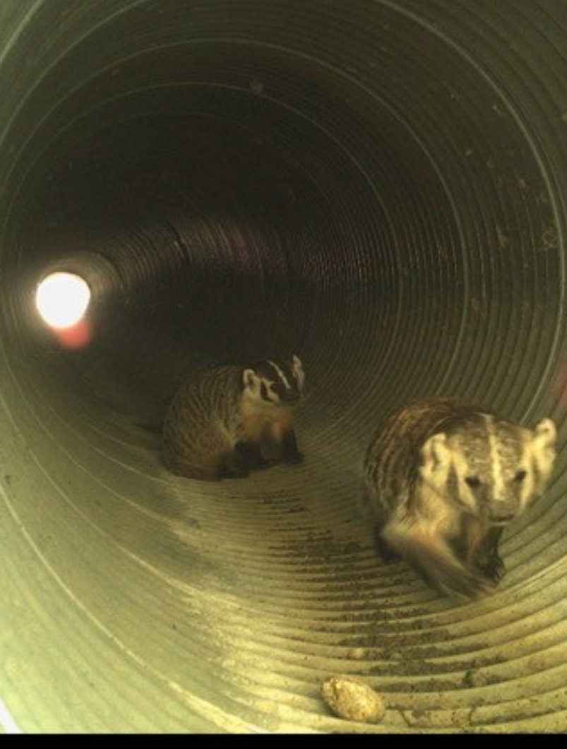 DRM crews assisted in badger rehabilitation project // Dawson Group